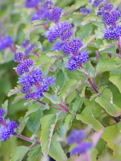 Barbula szara 'Pavilion Blue'